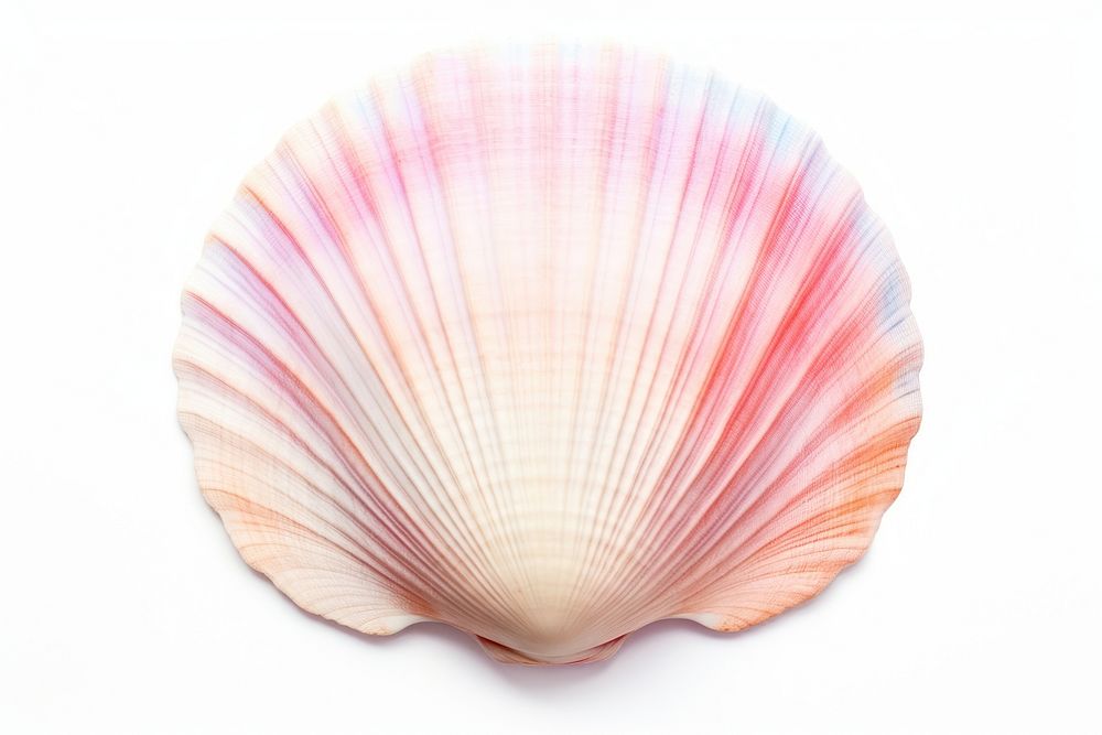 Shell seashell clam white background. | Premium Photo Illustration ...