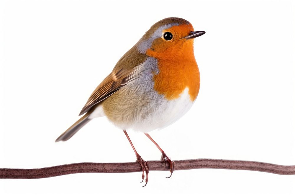 Robin bird animal white background | Premium Photo - rawpixel