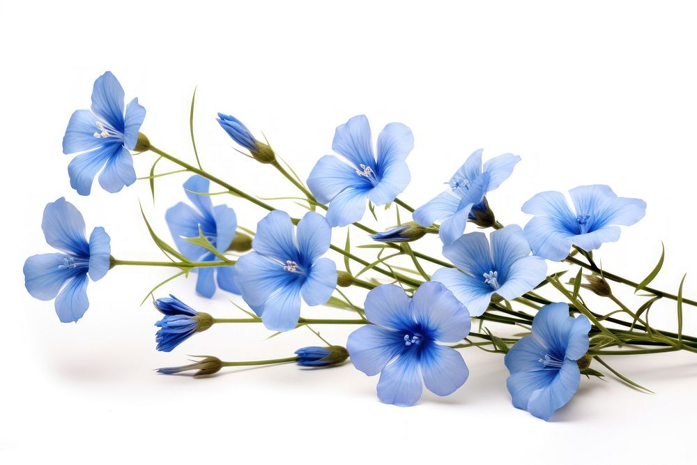 Branch flax blue flowers blossom | Free Photo - rawpixel