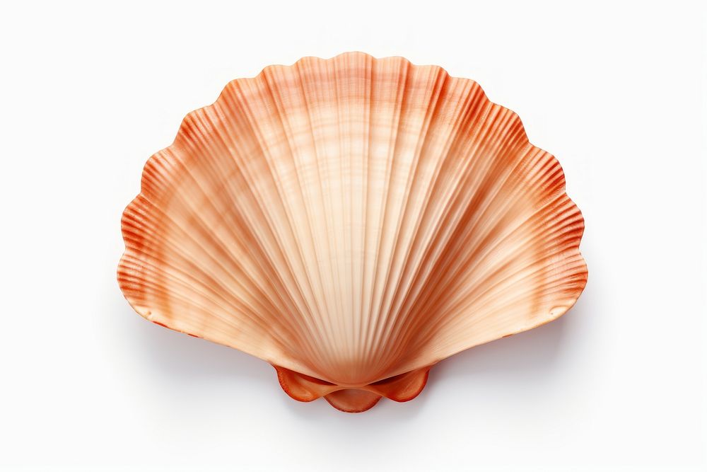 Scallop Shell seashell seafood clam. | Free Photo Illustration - rawpixel