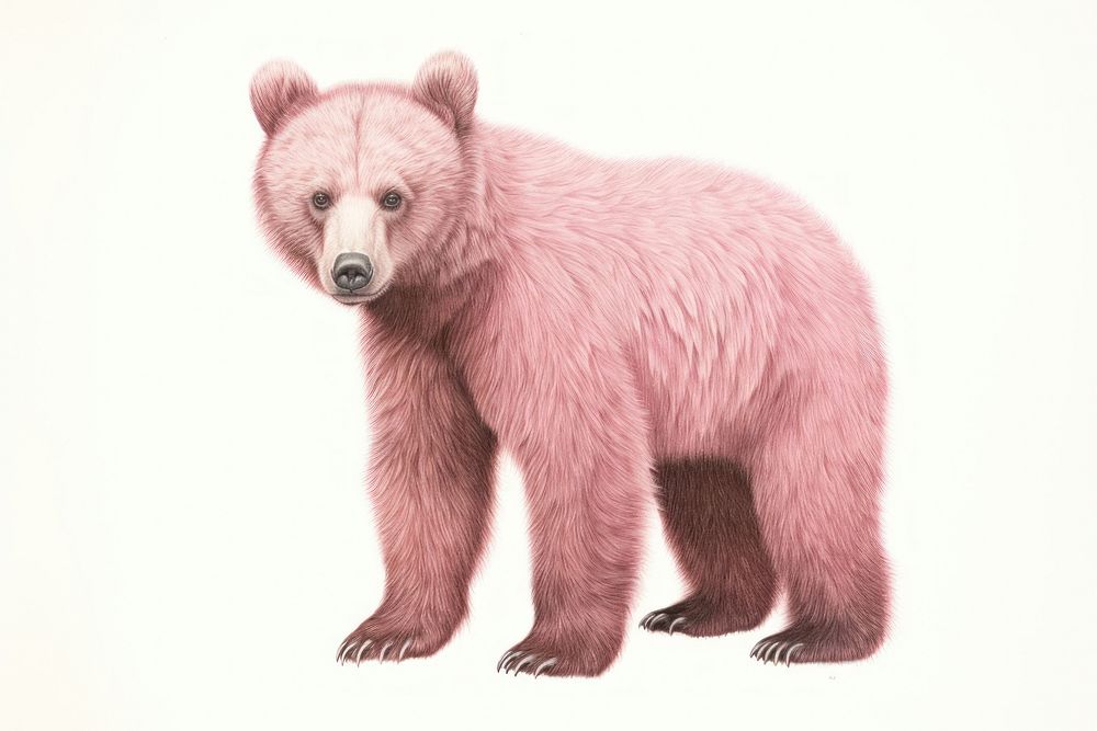 Bear wildlife drawing mammal. AI | Free Photo Illustration - rawpixel