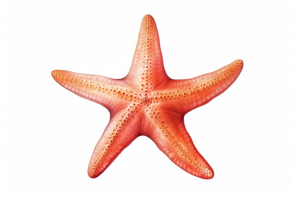 Starfish white background invertebrate echinoderm. | Free Photo ...