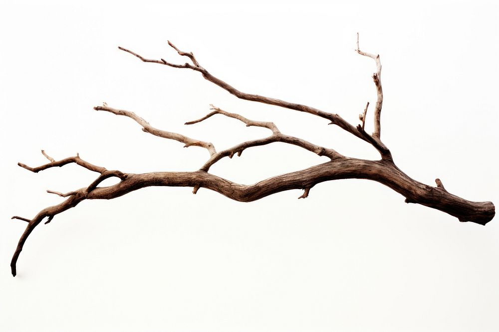 Tree wood driftwood branch. AI | Free Photo - rawpixel