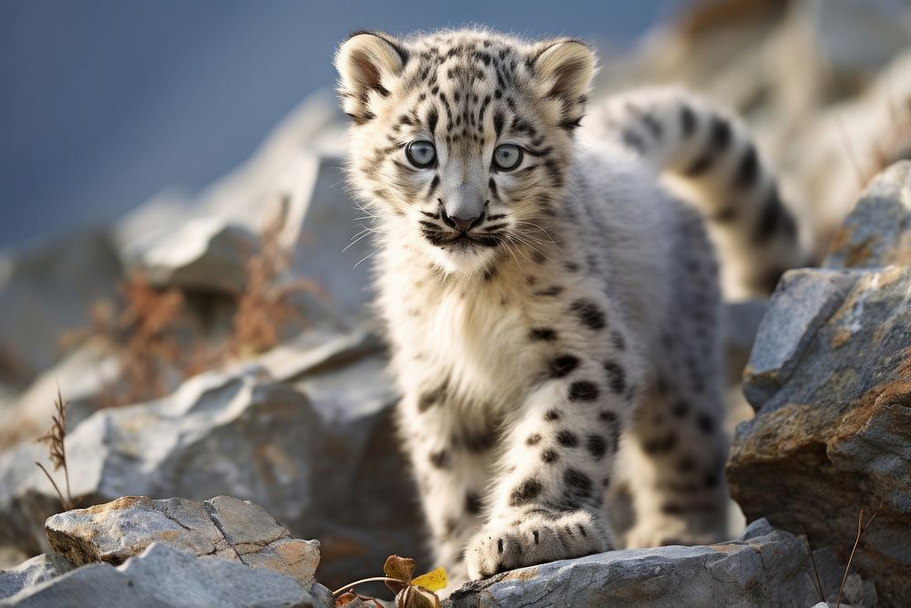 Snow leopard cub wildlife cheetah | Free Photo - rawpixel