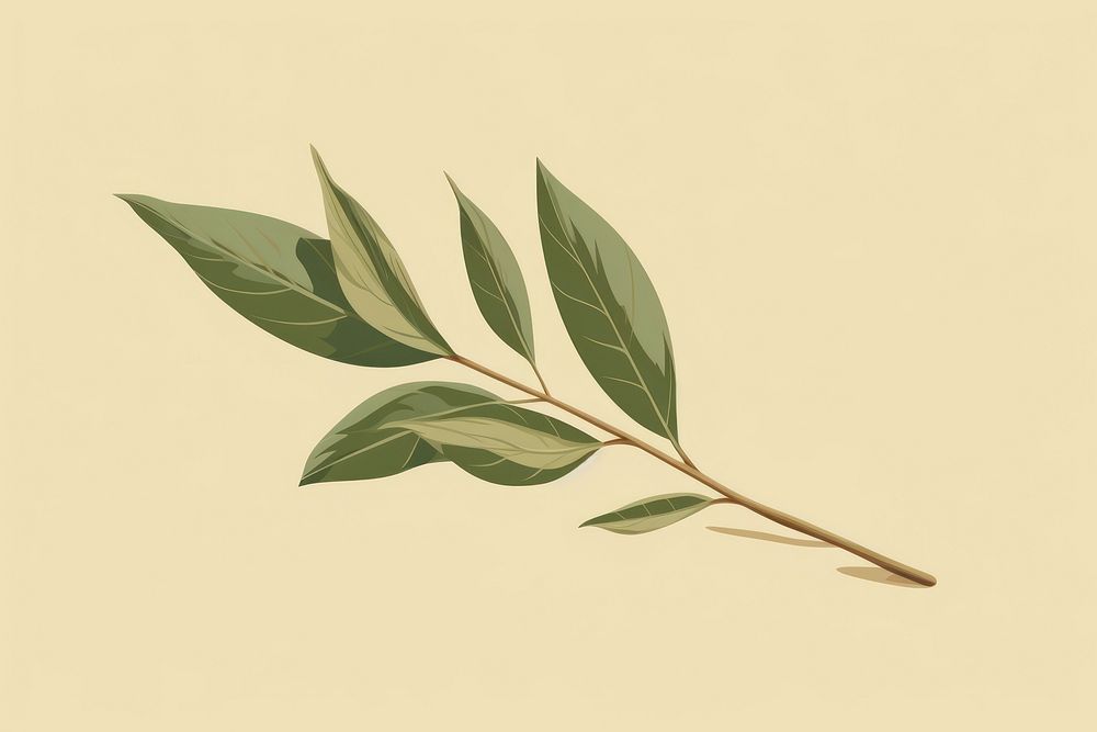 Bay leaf plant herbs tree. | Premium Photo Illustration - rawpixel
