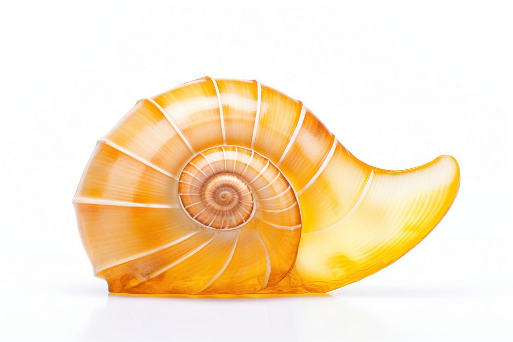 Shell conch white background invertebrate. | Free Photo - rawpixel