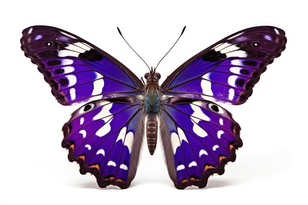 Purple Emperor Butterfly butterfly animal | Premium Photo - rawpixel