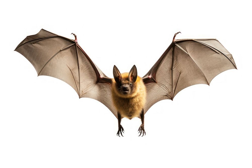 Animal bat wildlife mammal. | Premium Photo - rawpixel