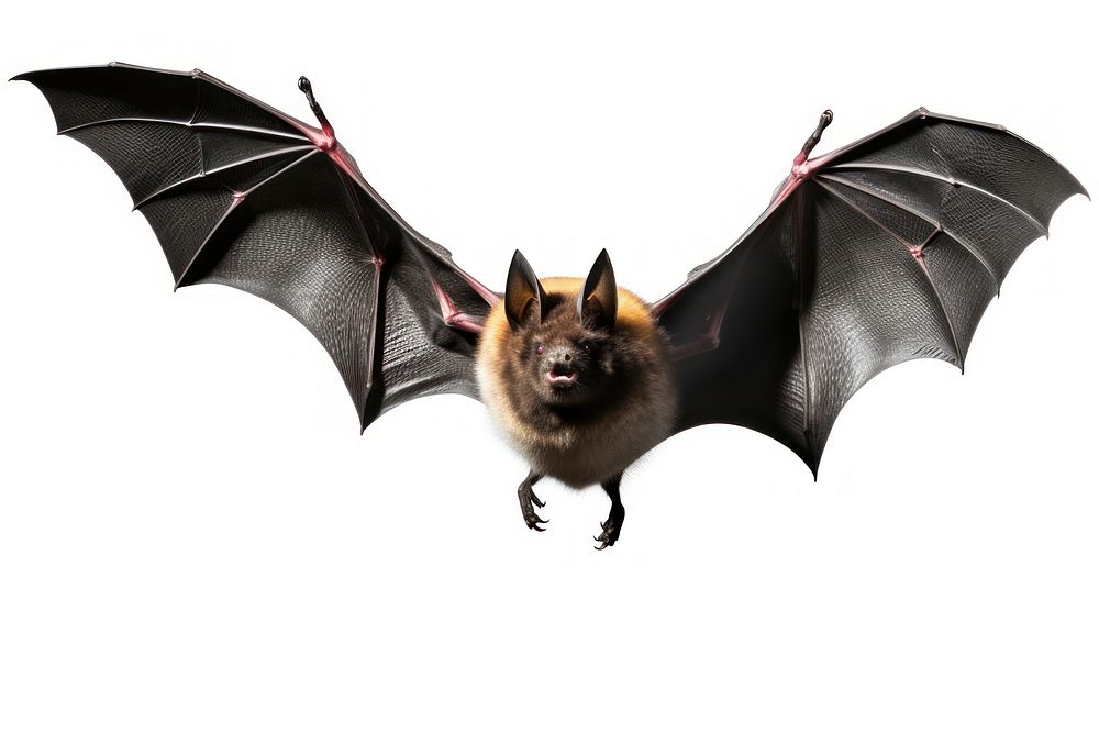 Animal bat wildlife mammal. | Premium Photo - rawpixel
