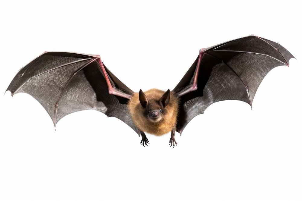 Bat wildlife animal mammal. AI | Free Photo - rawpixel