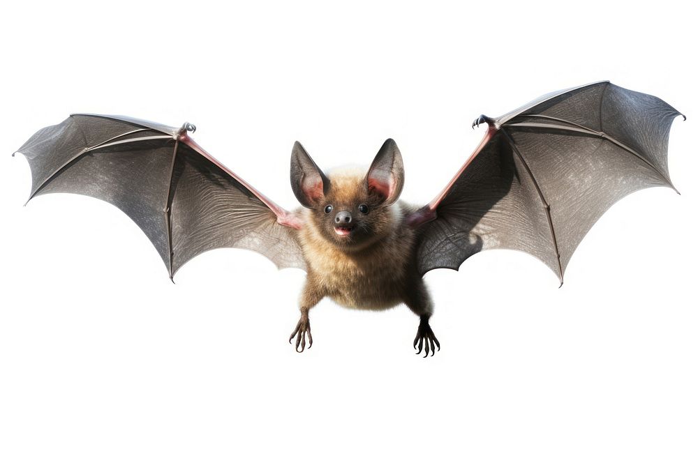 Bat wildlife animal mammal. AI | Free Photo - rawpixel