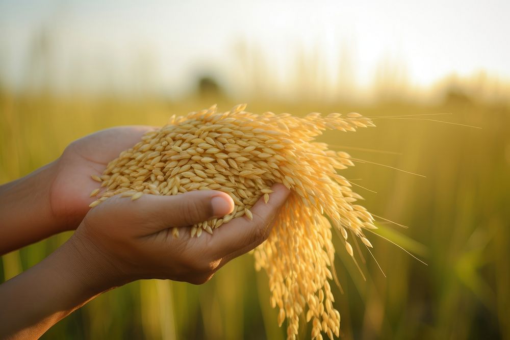Riped rice bunch agriculture outdoors | Premium Photo - rawpixel