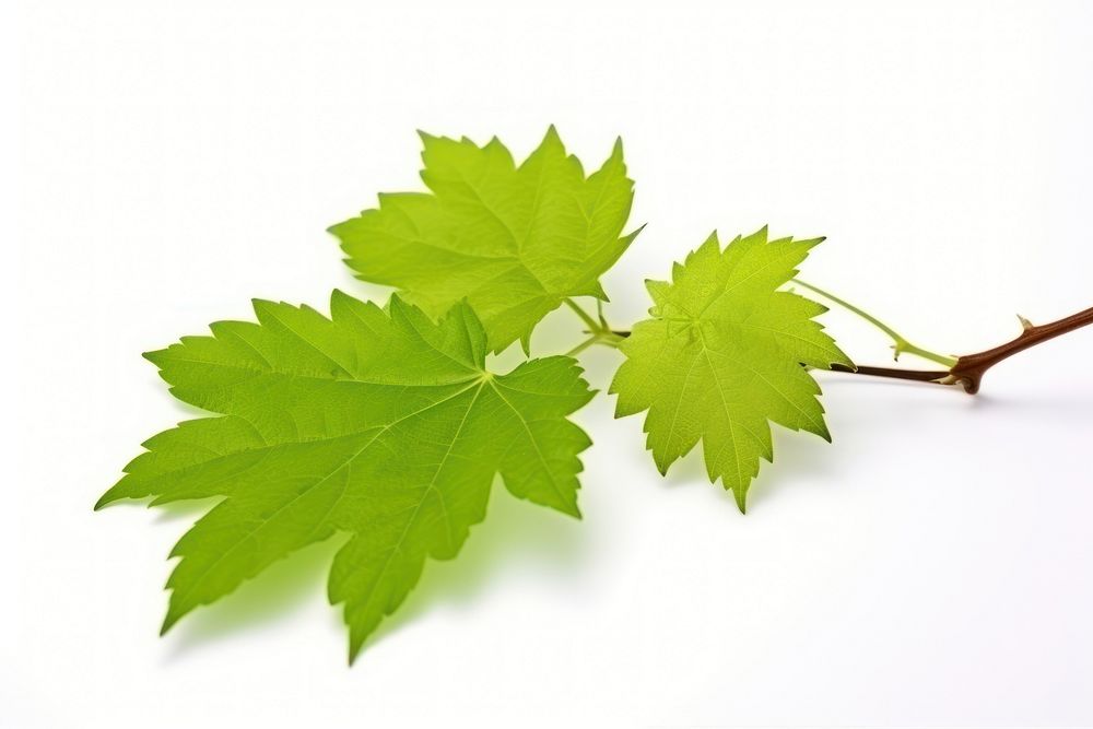 Grape leaves branch maple plant. | Premium Photo - rawpixel