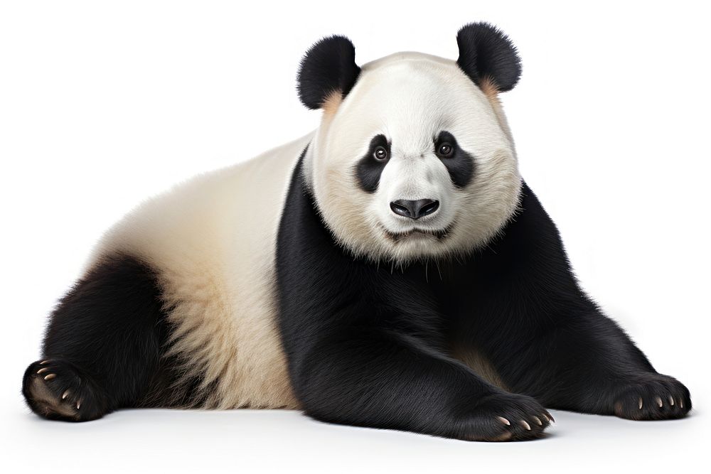 Panda wildlife animal mammal. AI | Premium Photo - rawpixel
