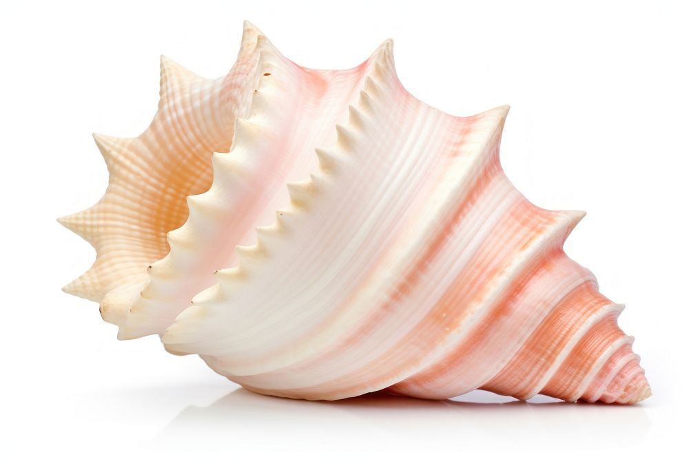 Conch shell white background invertebrate | Free Photo - rawpixel