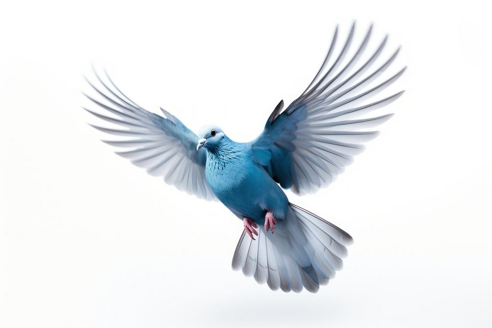 Blue dove flying animal bird | Premium Photo - rawpixel
