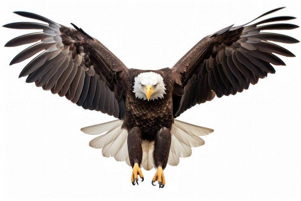Animal flying eagle bird. | Premium Photo - rawpixel