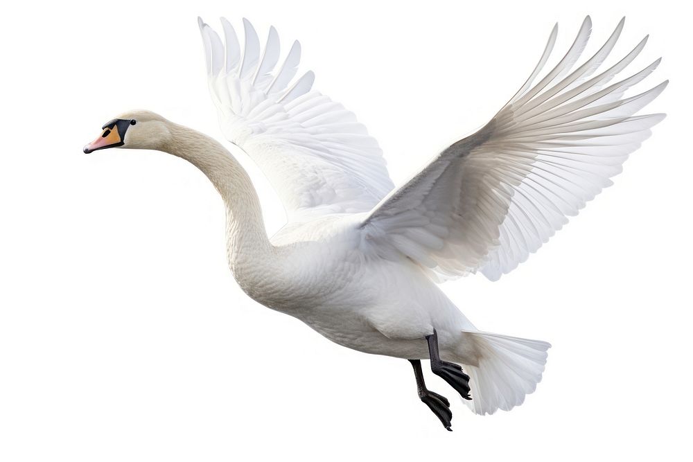 Flying swan animal goose white. | Premium Photo - rawpixel
