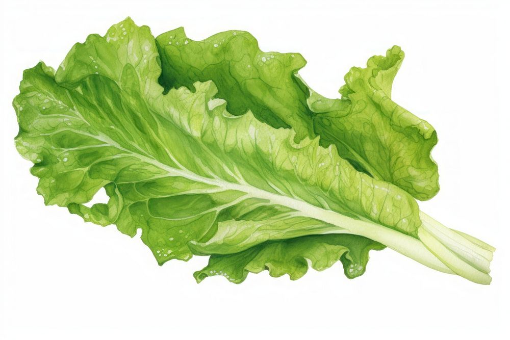 Salad Rocket vegetable lettuce plant. | Premium Photo Illustration ...