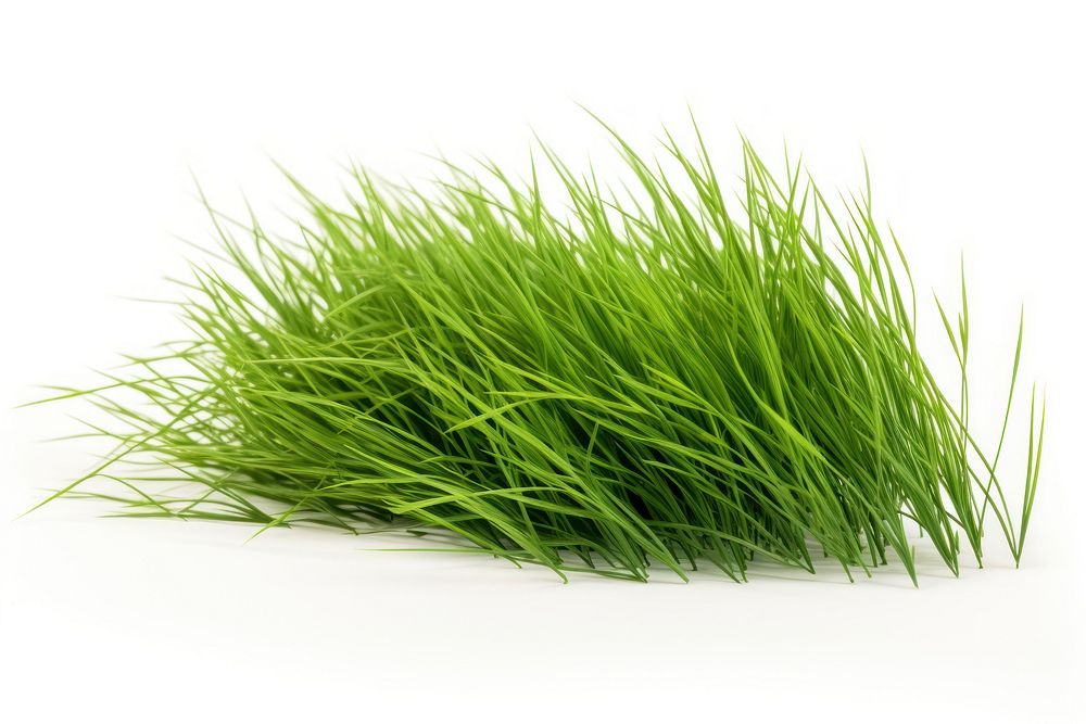 Grass plant lawn white background. | Premium Photo - rawpixel