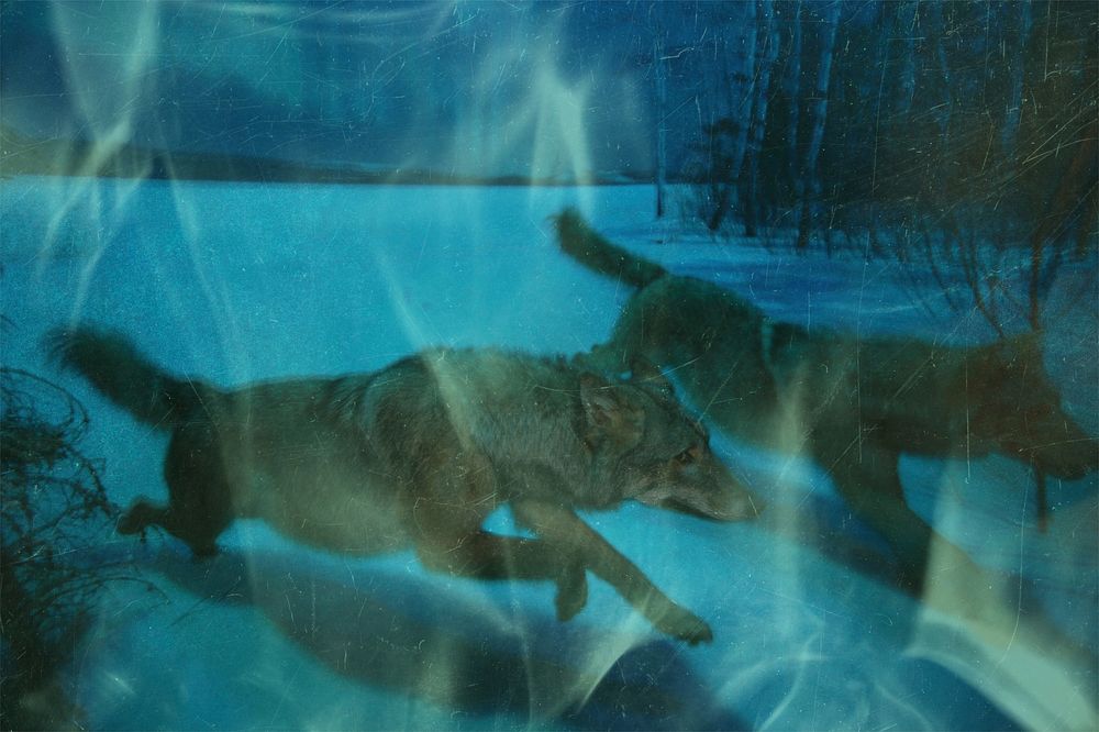 Running wolves image | Premium Photo - rawpixel