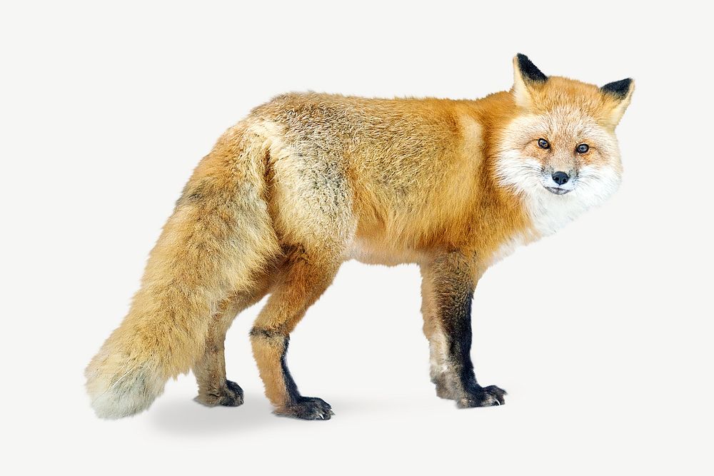 Korean red fox collage | Free PSD - rawpixel