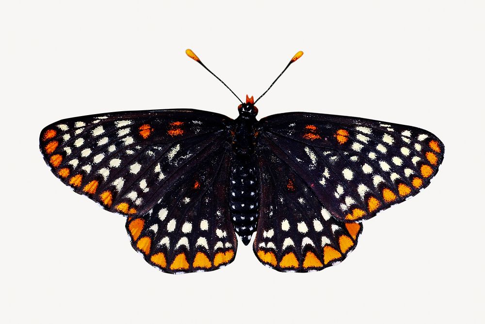 Vintage Baltimore checkerspot butterfly, insect | Free Photo - rawpixel