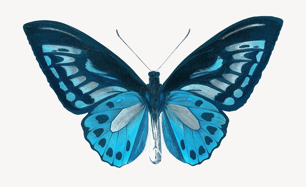 Blue butterfly collage element psd | Premium PSD Illustration - rawpixel