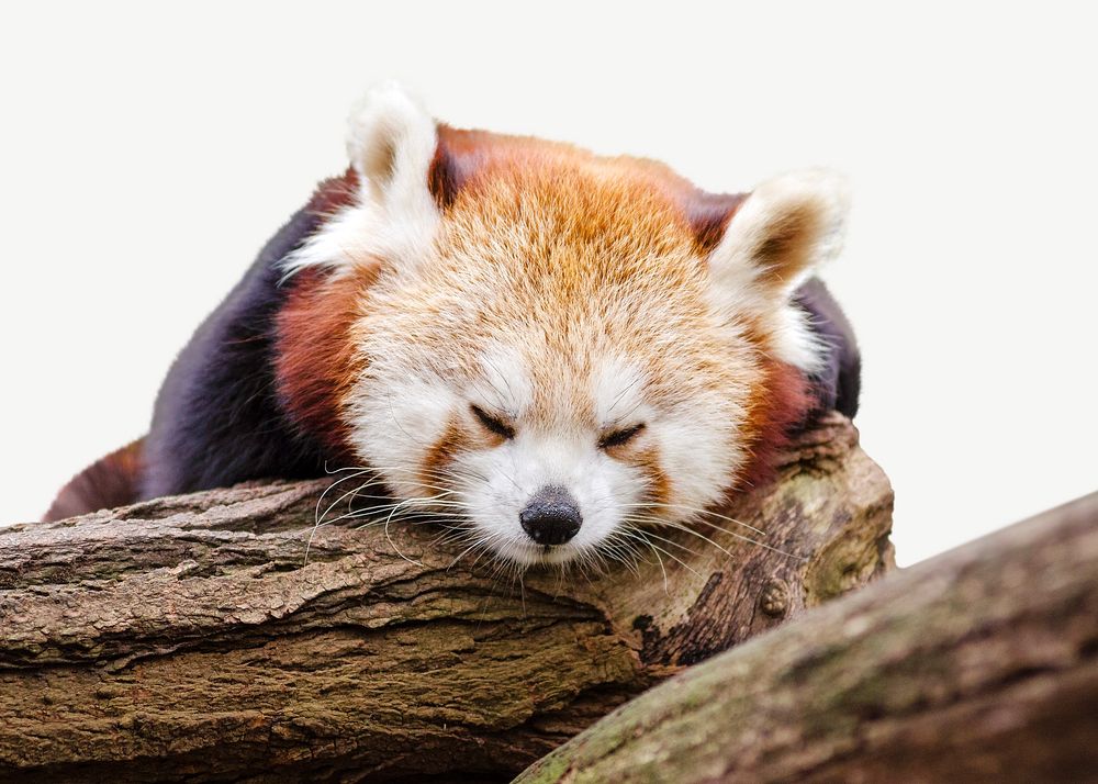 Red panda animal collage element | Premium PSD - rawpixel