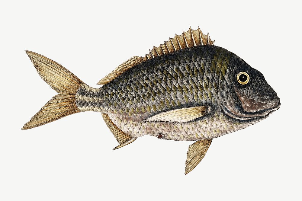 Pork Fish illustration collage element | Premium PSD - rawpixel