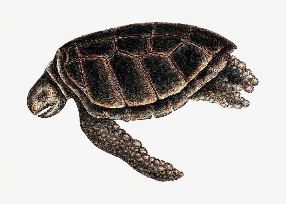 Green turtle illustration isolated design | Premium Photo Illustration ...