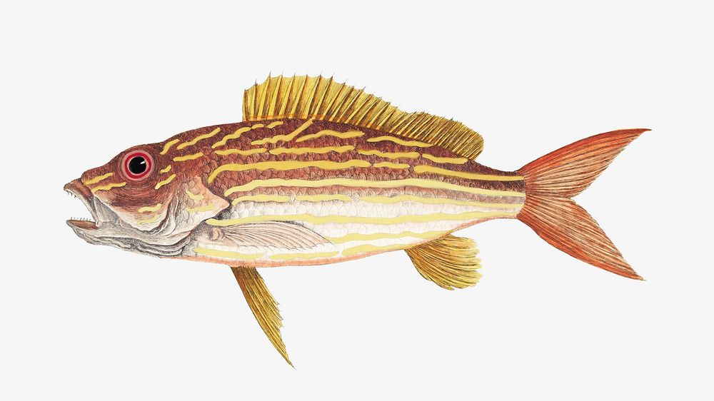 Lane-snapper fish illustration | Premium Photo Illustration - rawpixel