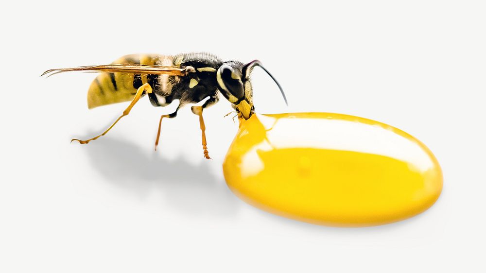 Wasp drinking some honey collage | Premium PSD - rawpixel