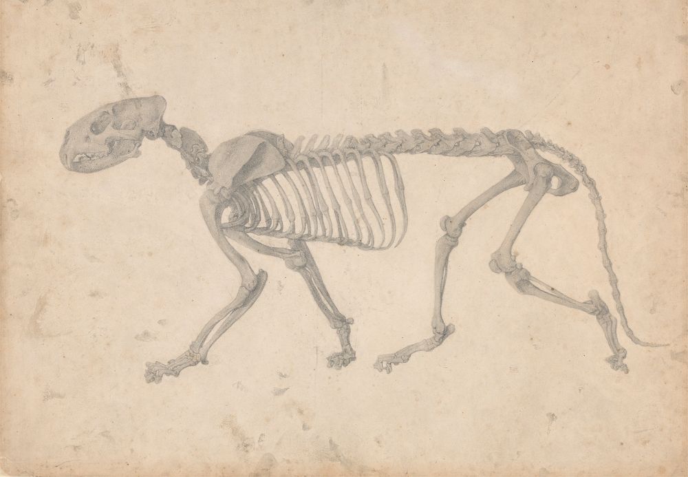 Tiger Skeleton, Lateral View (Finished | Free Photo Illustration - rawpixel