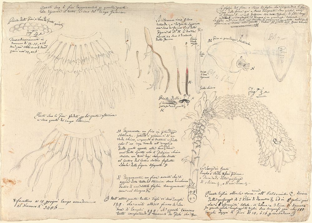 Ensete ventricosum by Luigi Balugani | Free Photo - rawpixel