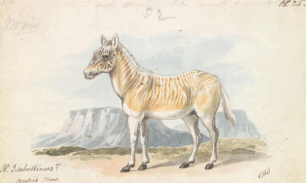 Isabella Quagga Charles Hamilton Smith | Free Photo - rawpixel