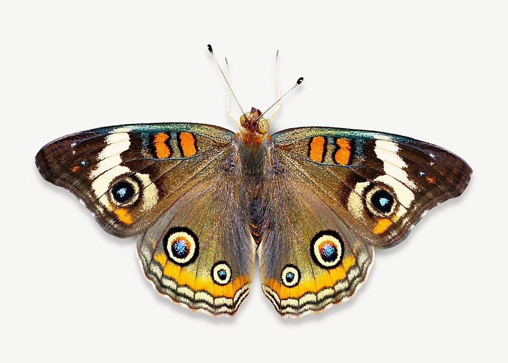 Beautiful butterfly psd collage element | Free PSD - rawpixel