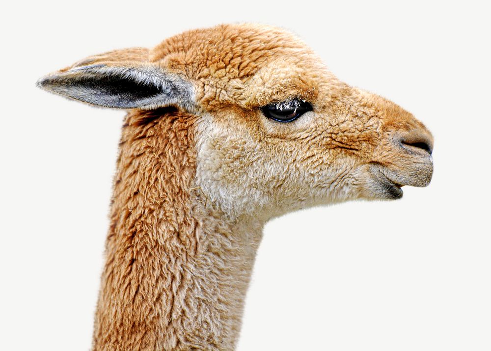 Baby alpaca collage element psd | Free PSD - rawpixel