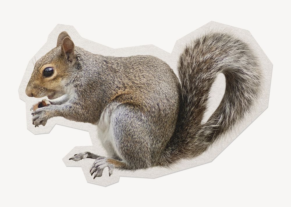 Squirrel paper element white border | Premium Photo - rawpixel