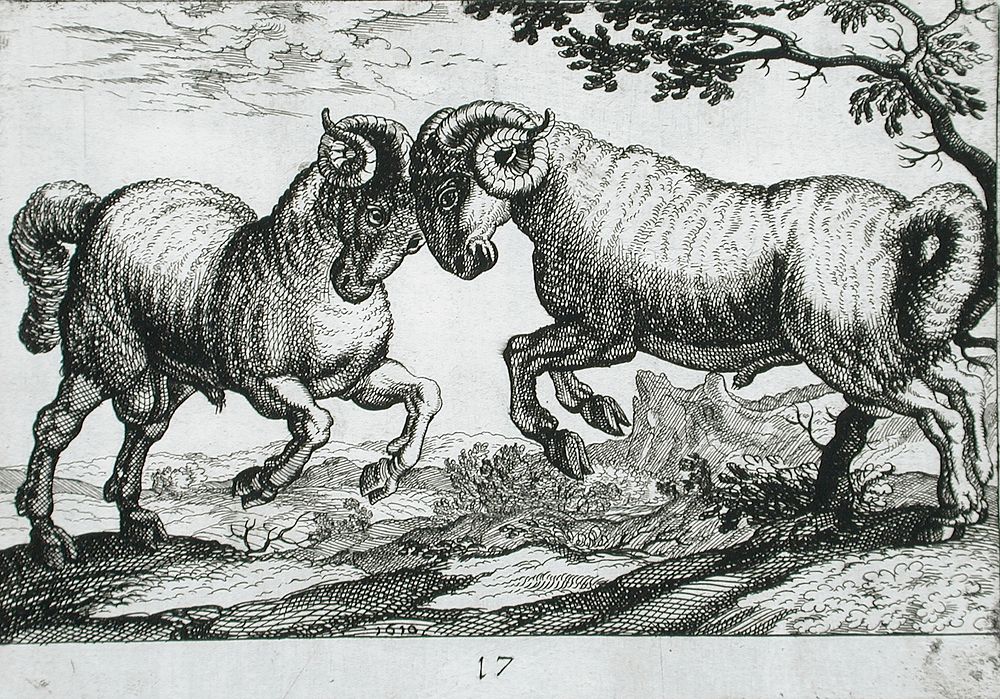 Two Rams Fighting by Hendrik | Free Photo Illustration - rawpixel