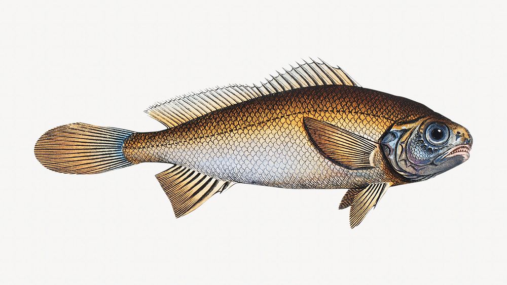 Fish vintage illustration | Premium Photo Illustration - rawpixel