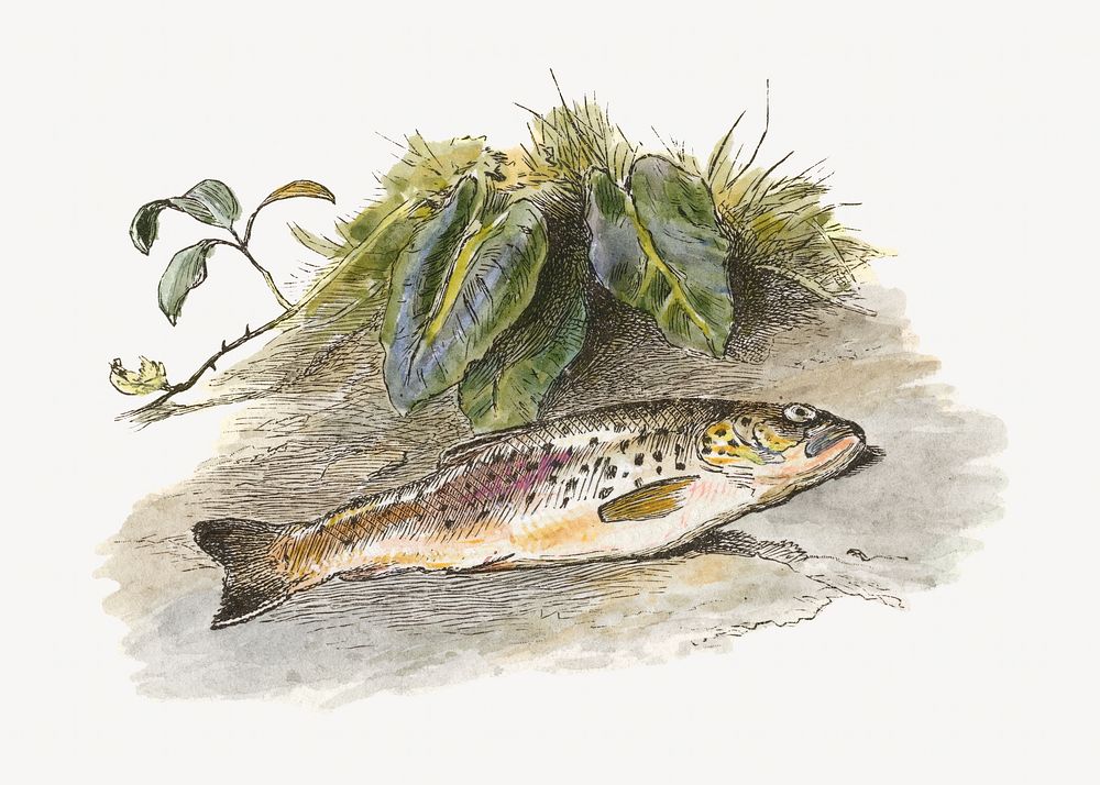 Dead fish watercolor illustration element. | Premium Photo Illustration ...