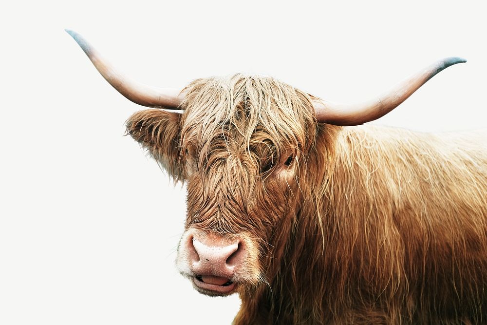 Cow collage element psd | Free PSD - rawpixel