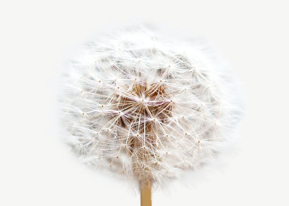 Dandelion collage element psd | Free PSD - rawpixel