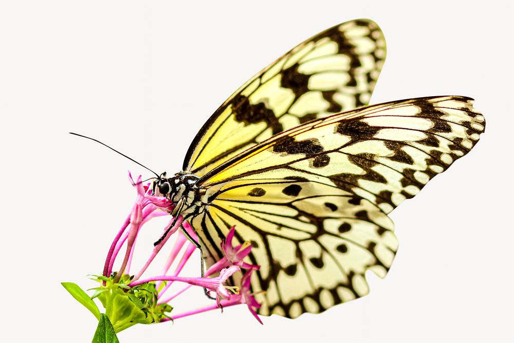 Butterfly isolated image | Free Photo - rawpixel