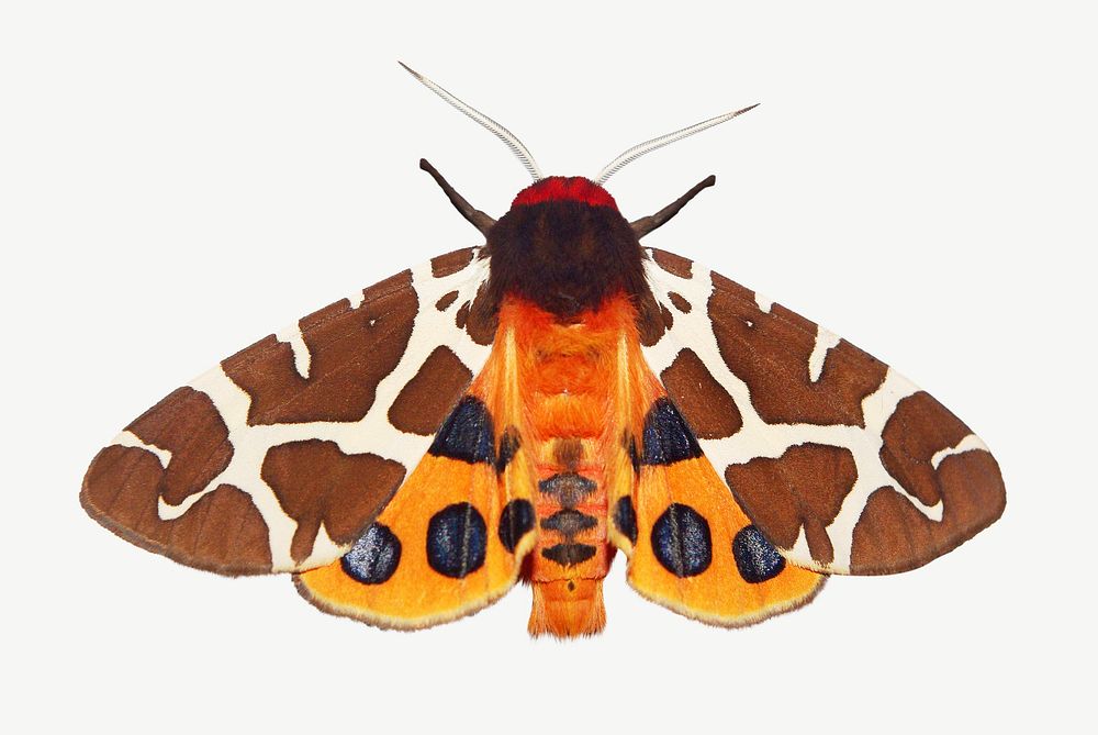 Garden tiger moth collage element | Premium PSD - rawpixel
