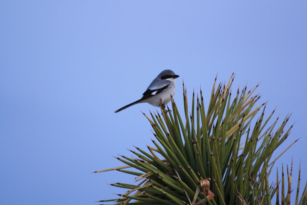Loggerhead shrike (Lanius ludovicianus) in Queen | Free Photo - rawpixel