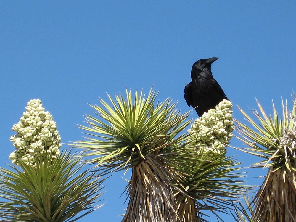 Raven (Covus corax) perched Joshua | Free Photo - rawpixel
