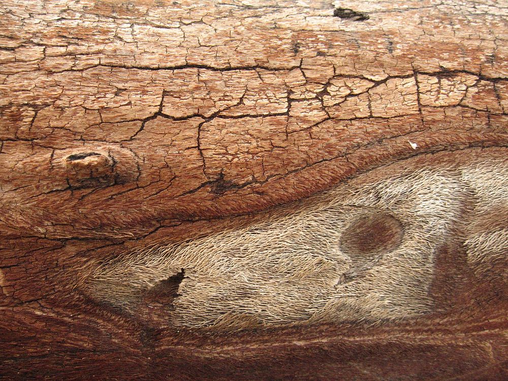 Joshua tree (Yucca brevifolia) detail | Free Photo - rawpixel