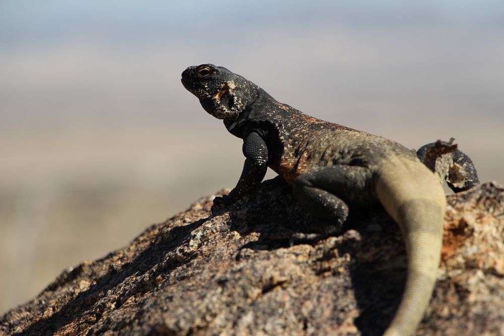 Chuckwalla Images | Free Photos, PNG Stickers, Wallpapers & Backgrounds ...